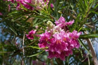 Desert Willow ‘Bubba’: A Superior Cultivar | Southwest Gardener