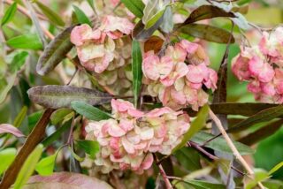 Purple Hop Bush: A Complete Growing Guide | Southwest Gardener
