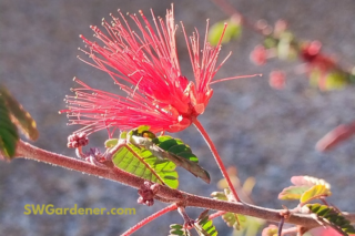 Baja Fairy Duster: Charming Nonstop Bloomer | Southwest Gardener