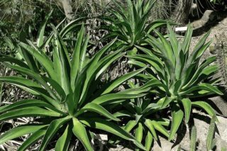 Smooth Agave: For a Tropical Feel | Southwest Gardener