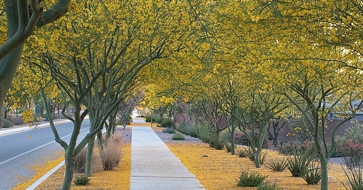 Category: Desert Trees | Southwest Gardener