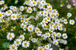 Blackfoot Daisy: Dainty But Tough | Southwest Gardener