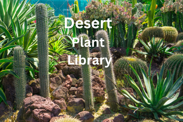 Desert Plant Library | Southwest Gardener