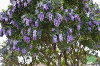 Texas Mountain Laurel: Distinctive Desert Beauty | Southwest Gardener