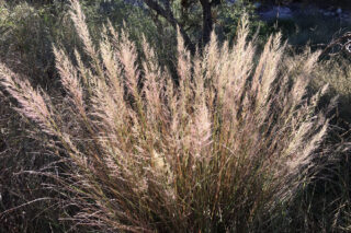 Bull Grass: Top Performing Ornamental | Southwest Gardener