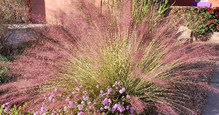 Category: Desert Grasses | Southwest Gardener