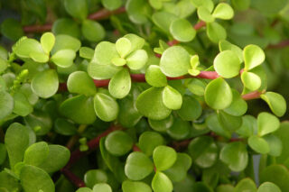 Elephant Food: More Than a Potted Plant | Southwest Gardener