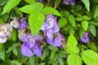 Snail Vine: Unique, Curly, Fragrant Flowers | Southwest Gardener