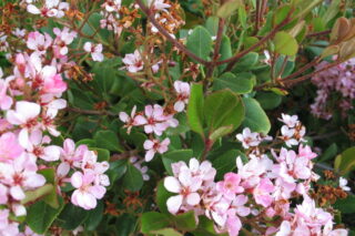 Indian Hawthorne: Azalea Look-Alike | Southwest Gardener