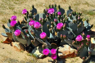Beavertail Prickly Pear: Eye-Catching Cactus | Southwest Gardener