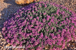 ‘Mediterranean Carpet’: Incomparable Ground Cover | Southwest Gardener