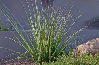 Giant Hesperaloe: Commanding Specimen Plant | Southwest Gardener