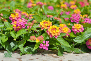 Lantana: Array of Colorful Options | Southwest Gardener
