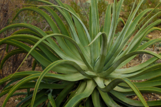 Octopus Agave: Weirdly Wonderful | Southwest Gardener